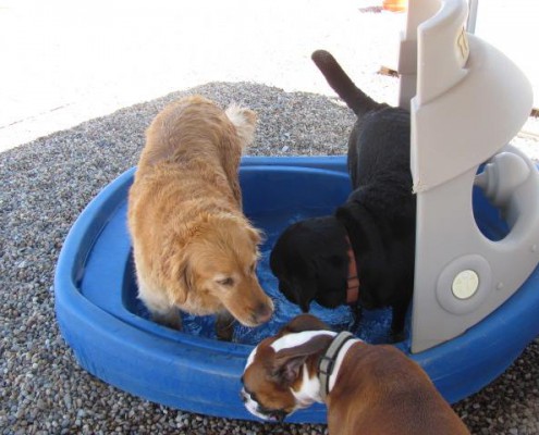 Premium Boarding, Daycare & Grooming for Your Pet