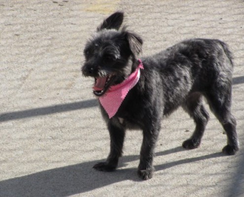 Premium Boarding, Daycare & Grooming for Your Pet