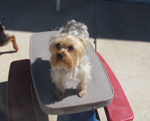 Premium Boarding, Daycare & Grooming for Your Pet