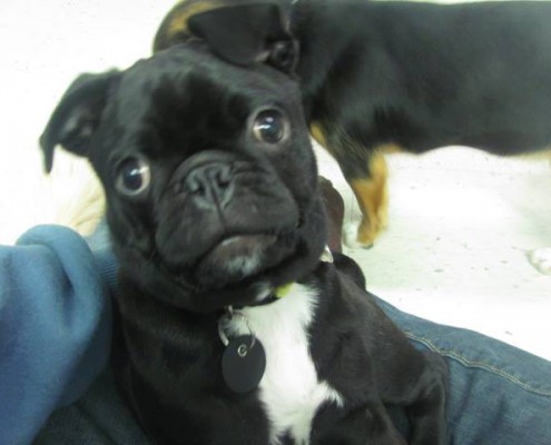 Premium Boarding, Daycare & Grooming for Your Pet