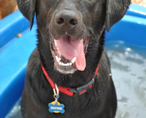 Premium Boarding, Daycare & Grooming for Your Pet