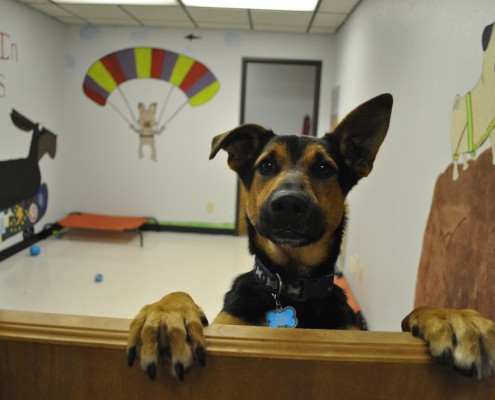 Premium Boarding, Daycare & Grooming for Your Pet