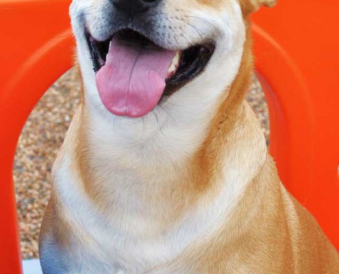 Premium Boarding, Daycare & Grooming for Your Pet